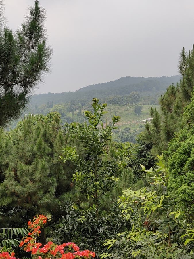 Landscape View of a Green Forest with Trees and Shrubs Stock Image ...
