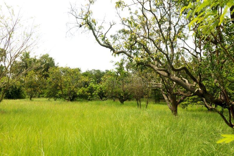 Landscape View of Green Nature Farm Stock Image - Image of grass, mango ...