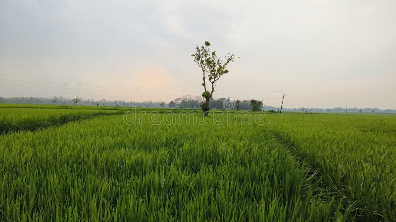 Landscape View with Green Paddy Fields. Stock Photo - Image of ...