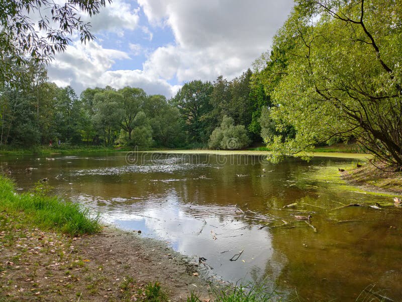 Landscape View of a Green Park with Pond Stock Photo - Image of leaves ...