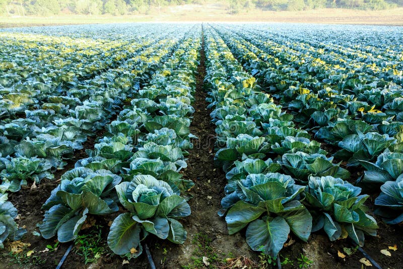 Landscape View of Growing Cabbage Field Stock Photo - Image of ...