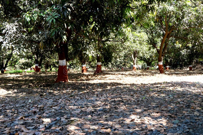 Landscape View of Mango Trees Farm Stock Photo - Image of gardening ...