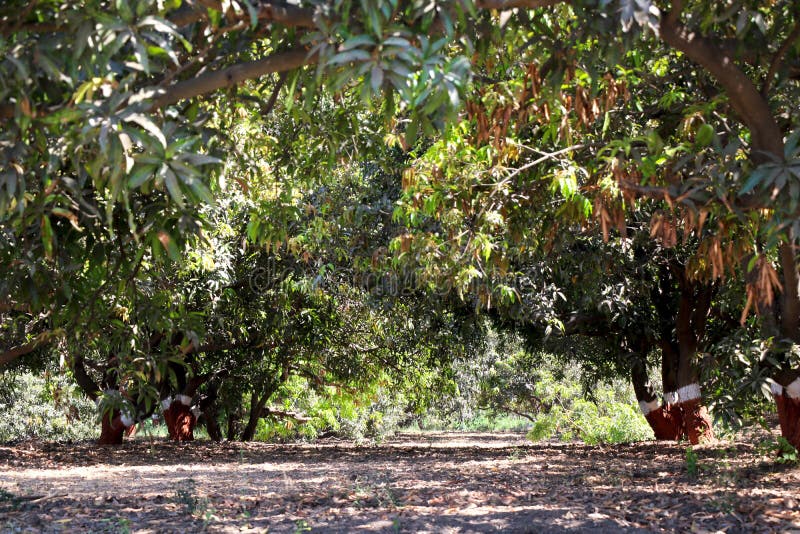 1,295 Mango Trees Farm Stock Photos - Free & Royalty-Free Stock Photos ...