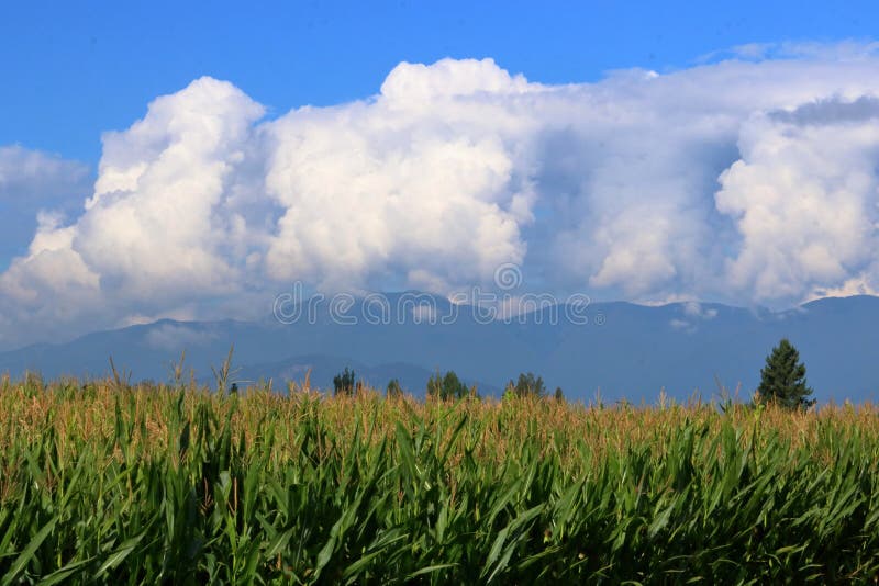 Massive Rain Cloud and Corn Field Stock Photo - Image of range ...