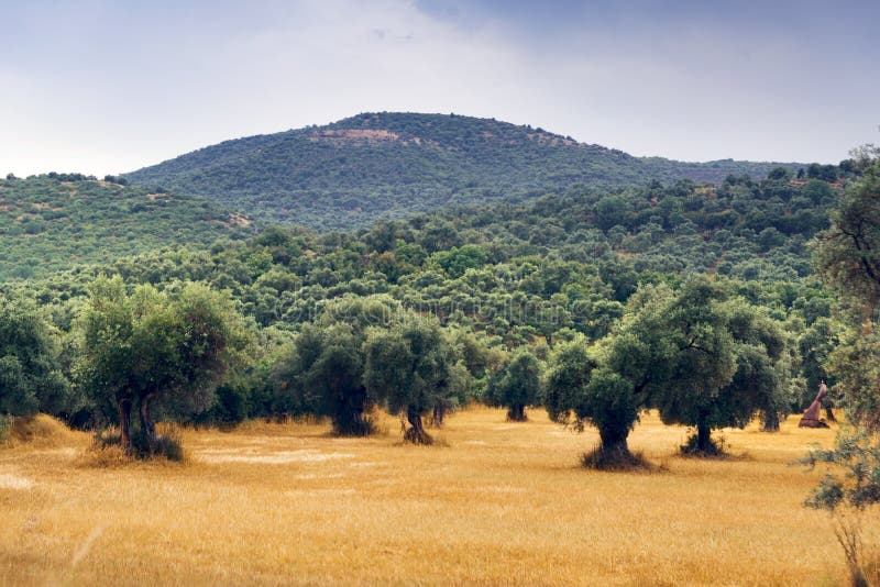 Landscape View of Olive Farm. Stock Photo - Image of agriculture, food ...