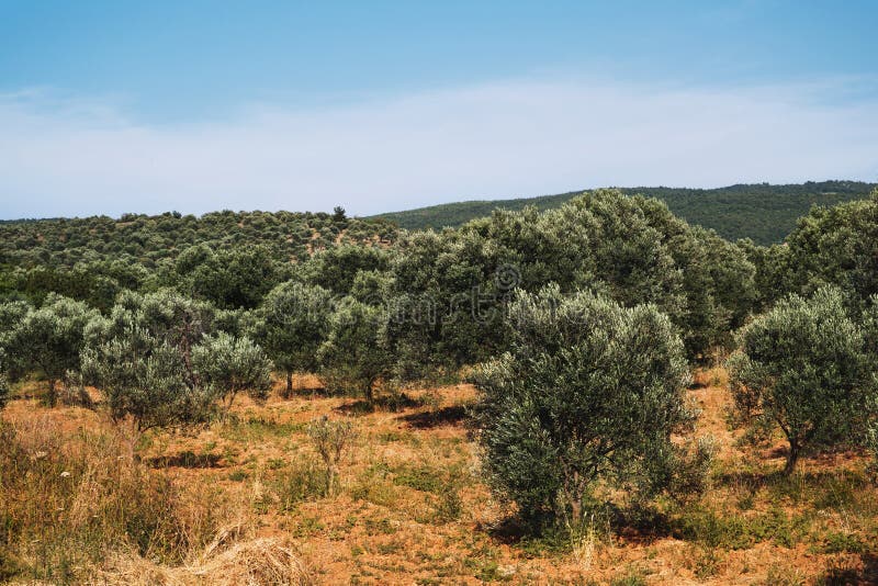 Landscape View of Olive Farm Stock Photo - Image of field, plant: 231678422