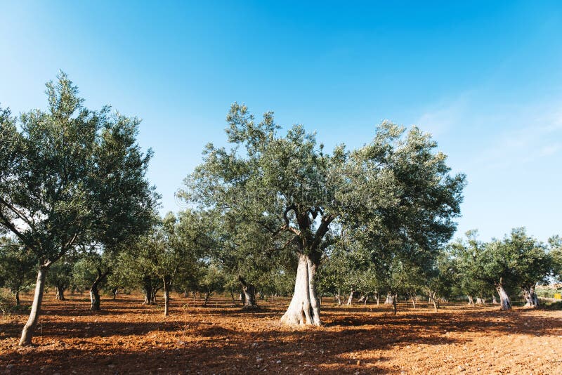 Landscape View of Olive Farm Stock Photo - Image of culture, natural ...