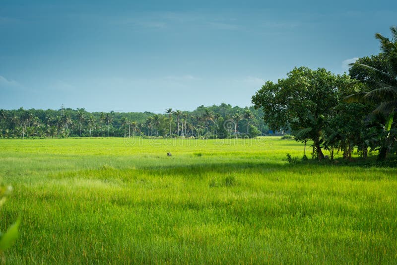 Paddy in kerala stock photo. Image of paddy, traditional - 148630514