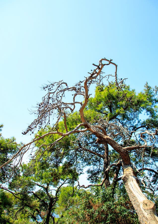 Landscape View Pine Leaves and Pine Cones of the Pine Trees Under Blue ...