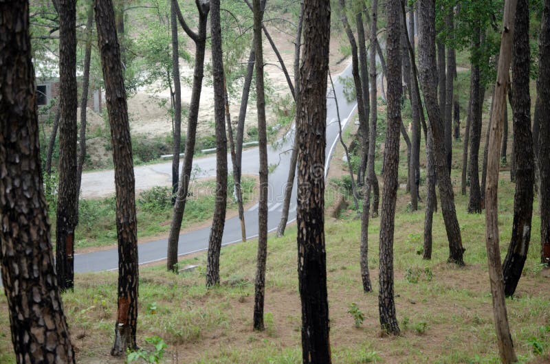 Landscape View of Pine Tree Forest in Hamirpur Himachal Pradesh India ...