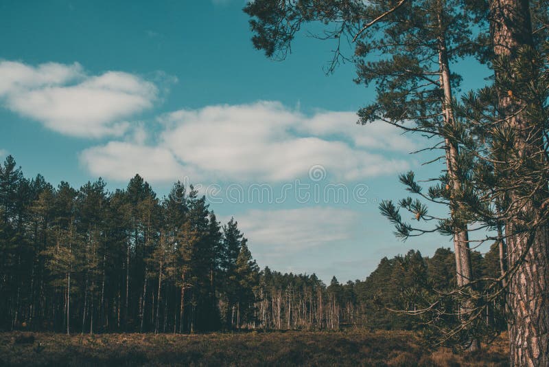 Landscape View of the Pine Trees in the Forest Stock Photo - Image of ...