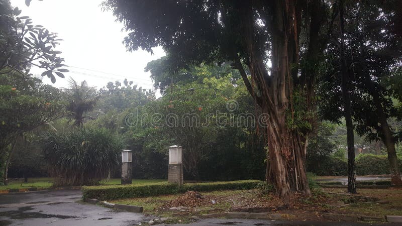 Landscape View Rainy Day Trees Background Wallpaper Stock Photo - Image ...