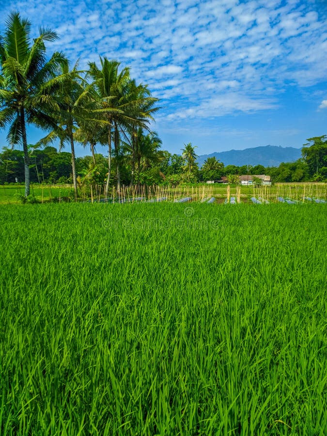 Landscape View of Rice Farm Fields with Coconut Trees and Blue Sky in ...