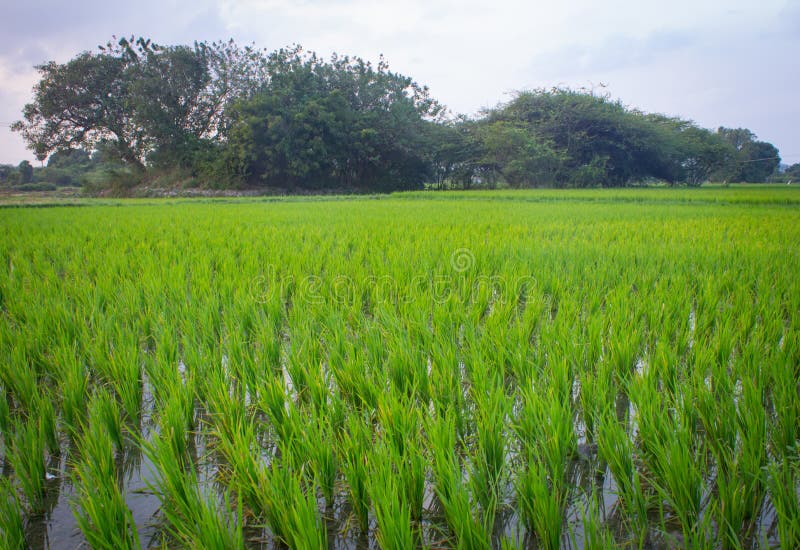 Landscape View of the Rice Fields, Tamil Nadu, India. View of Paddy ...