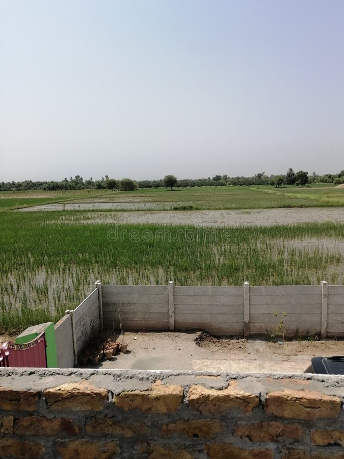 Landscape View Rice Paddy Fields Rooftop Farmhouse Stock Photo - Image ...
