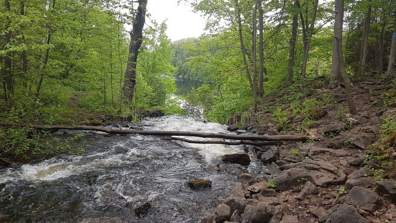 Landscape View of the Riverside Forest with Falling Trunks and Trees ...