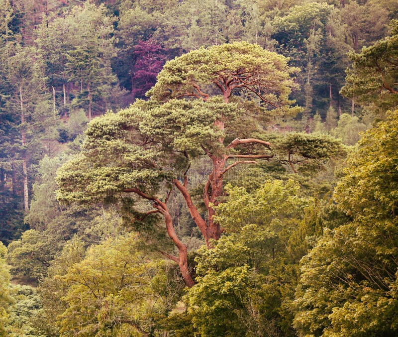 Landscape View of Scottish Forest Trees with Heavy Vegetation Stock ...