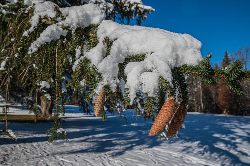 Landscape View of the Snow-capped Forest Stock Image - Image of tree ...