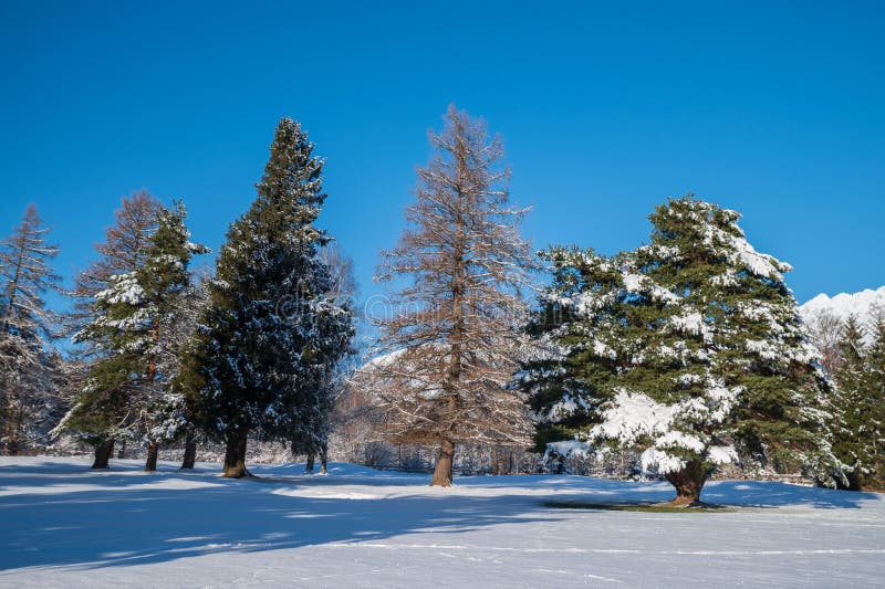 Landscape View of the Snow-capped Trees in the Forest Stock Photo ...