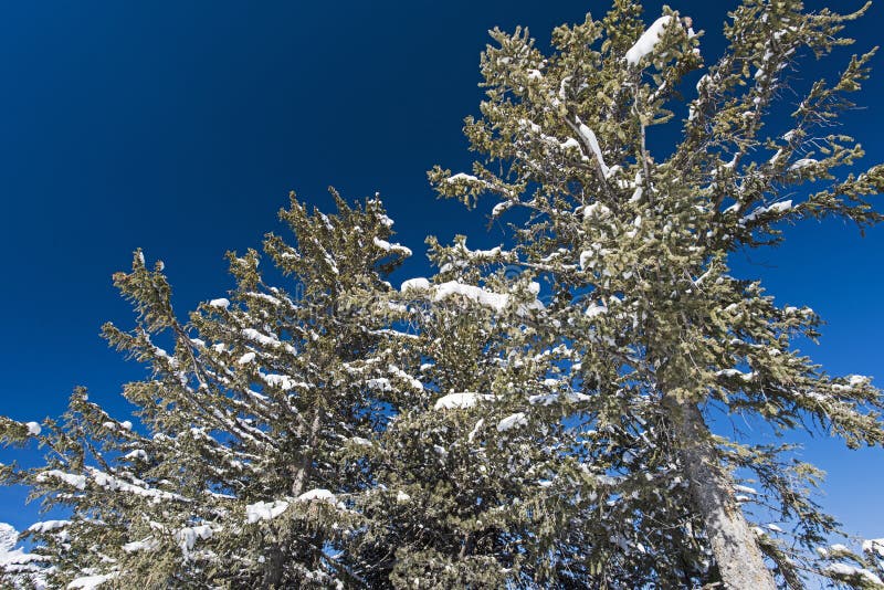 Landscape View of Snow Covered Alpine Mountain Range with Conifer Pine ...