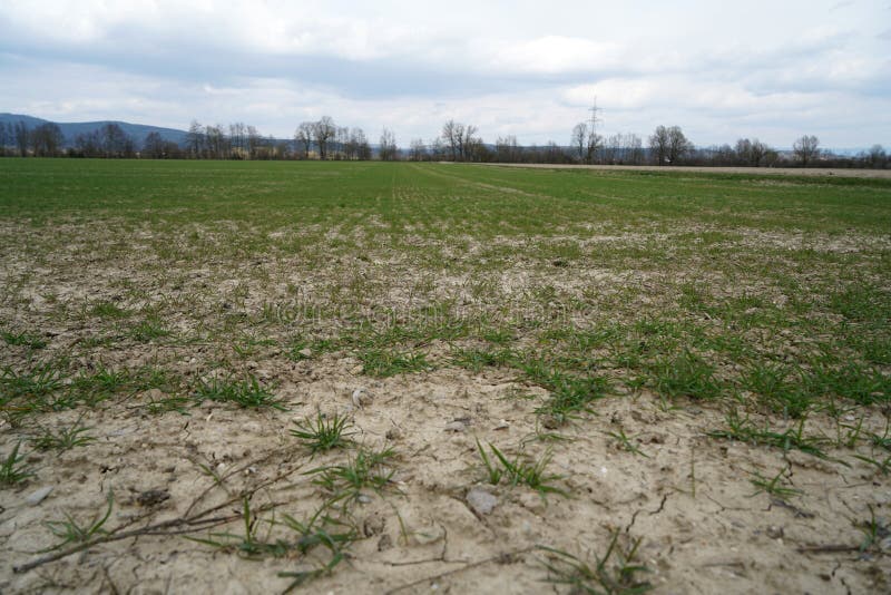 Sparse grass stock photo. Image of countryside, green - 12816342