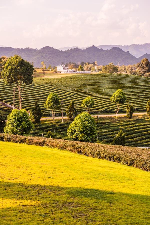Landscape View of Tea Farm in Thai Stock Image - Image of landscape ...