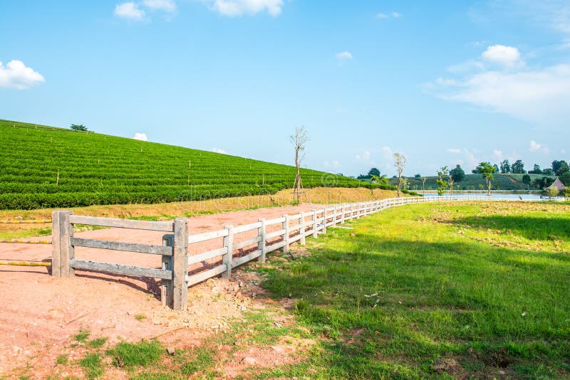 Landscape View of Tea Farm in Thai Stock Image - Image of asian, asia ...