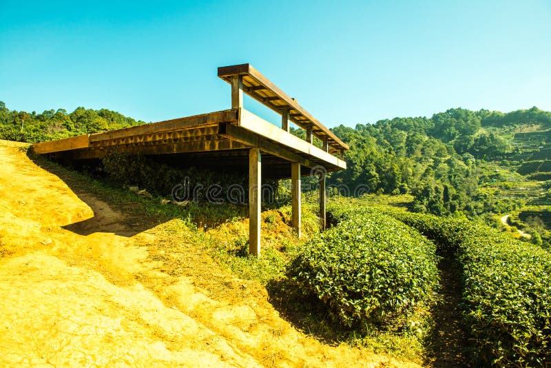 Landscape View at Tea Plantation 2000 Stock Photo - Image of forest ...