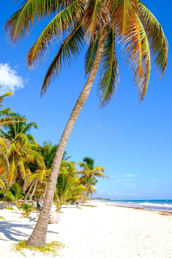 Landscape View of Tranquil Beach with Palm Trees, Tulum Stock Photo ...