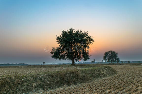 Landscape View of the Tree in the Blue Hour Stock Image - Image of ...