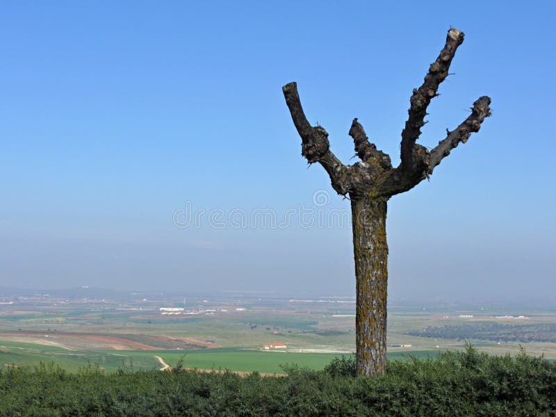 Landscape View with Tree in Magacela, Extremadura - Spain Stock Photo ...
