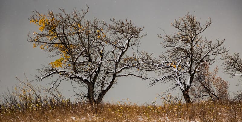 Landscape View of Trees Captured during Season Change from Fall To ...