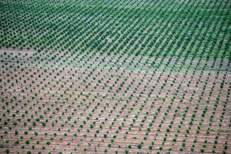 Landscape View of Trees in a Row Stock Photo - Image of scenery, summer ...
