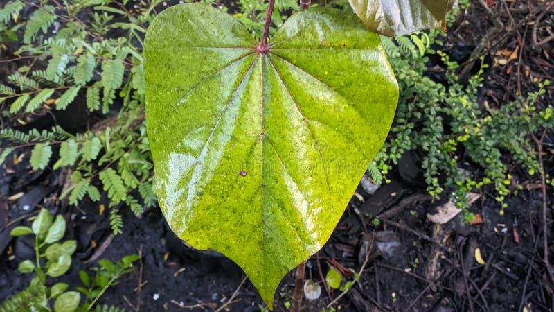 Landscape View of Wide Leaf Ornamental Plants Stock Image - Image of ...