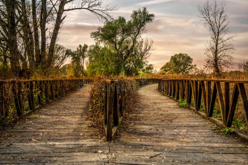 Landscape View of Wooden Path Splitting in Two Directions. Stock Photo ...