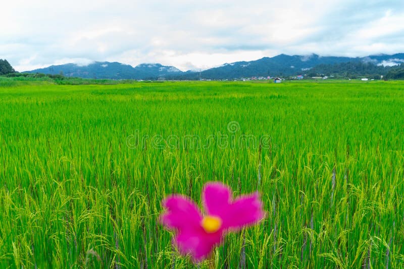 Landscape View of Zero Valley in Arunachal Pradesh India Stock Image ...