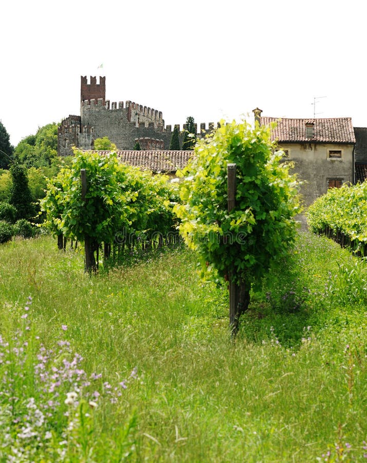 Landscape with Vineyards and Castle Stock Photo - Image of veneto ...