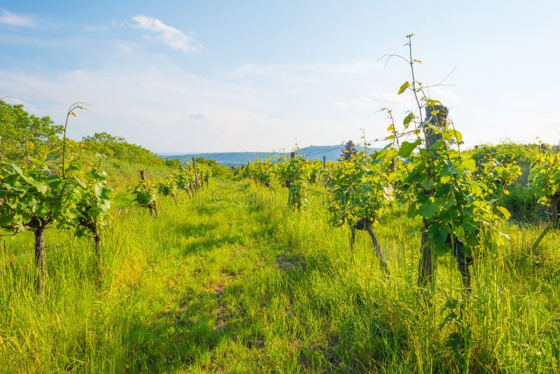 Landscape with Vineyards in Vienna Stock Image - Image of perspective ...