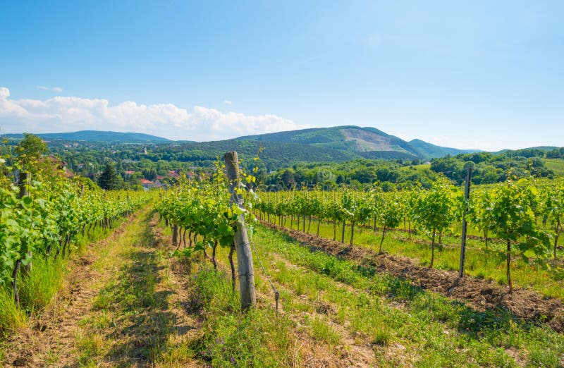 Landscape with Vineyards in Vienna Stock Photo - Image of field, nature ...