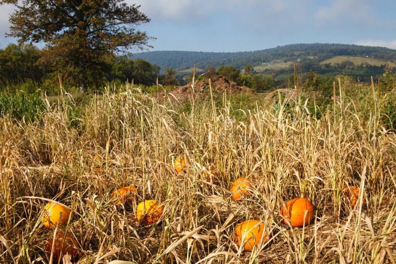 Landscape Virginia Field with Scattered Pumpkins Stock Photo - Image of ...