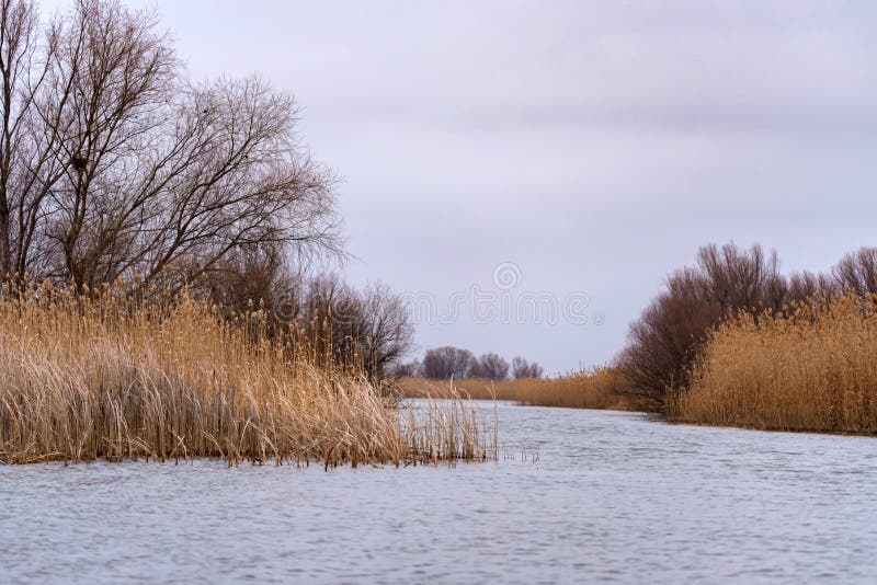 Landscape of Volga River Delta Water with Cane Stock Photo - Image of ...
