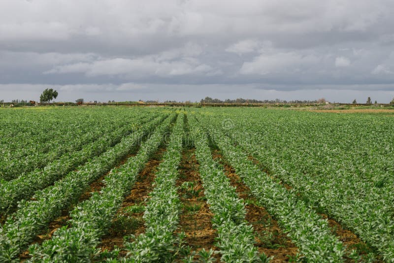Landscape Wallpaper. Field Cultivated in Straight Rows Stock Image ...