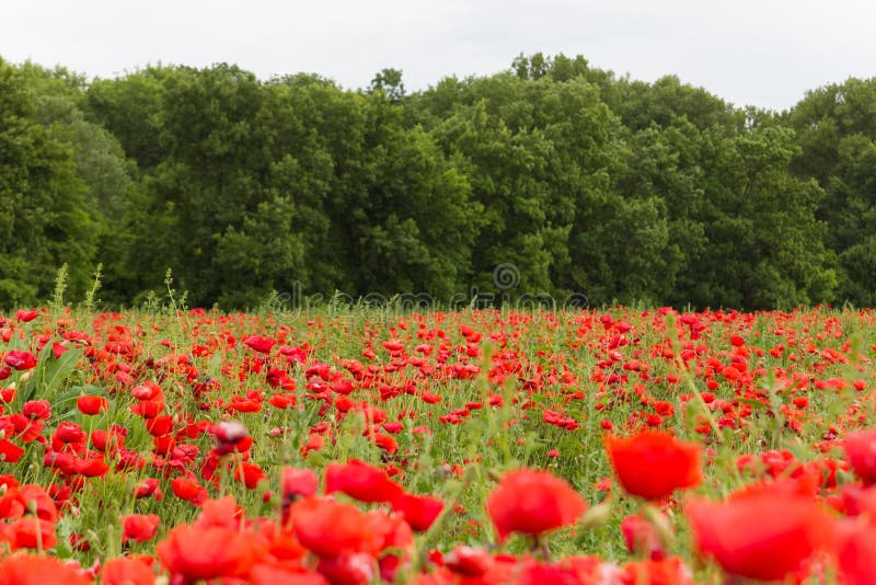 Landscape Wallpaper of Red Flower Field Stock Image - Image of garden ...