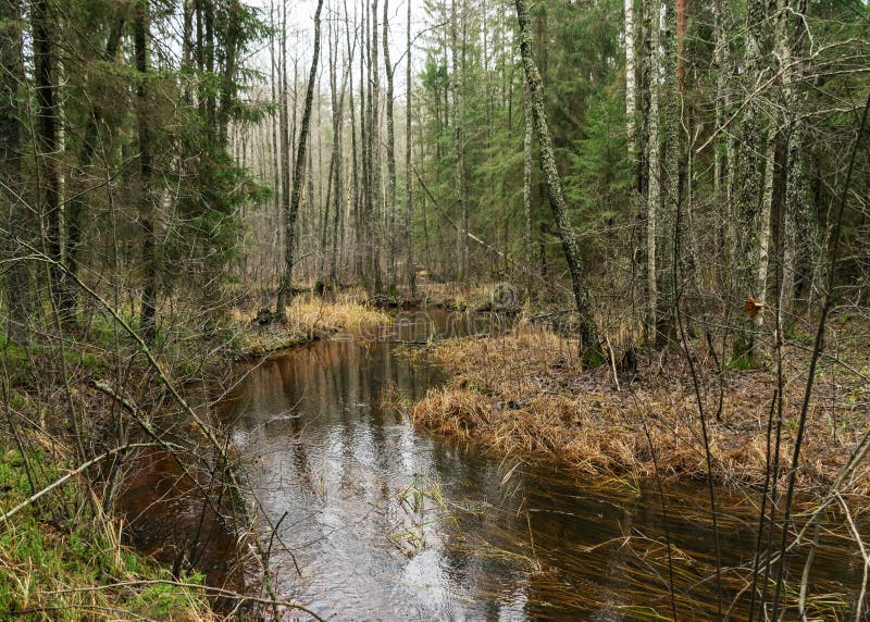 Landscape, Water Ditch in the Forest, Winter Stock Image - Image of ...