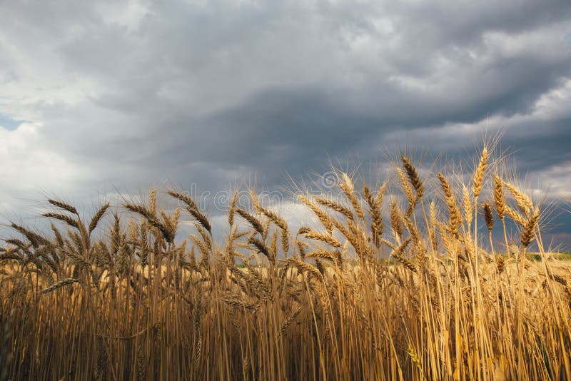 Landscape Of Wheat Field At Sunset After Rain Stock Image - Image of ...