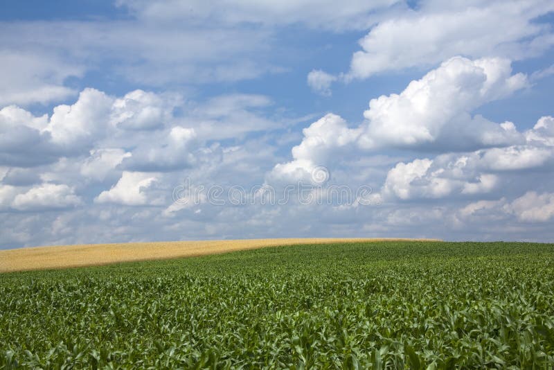 Landscape with Wheat and Maize Stock Photo - Image of environment ...
