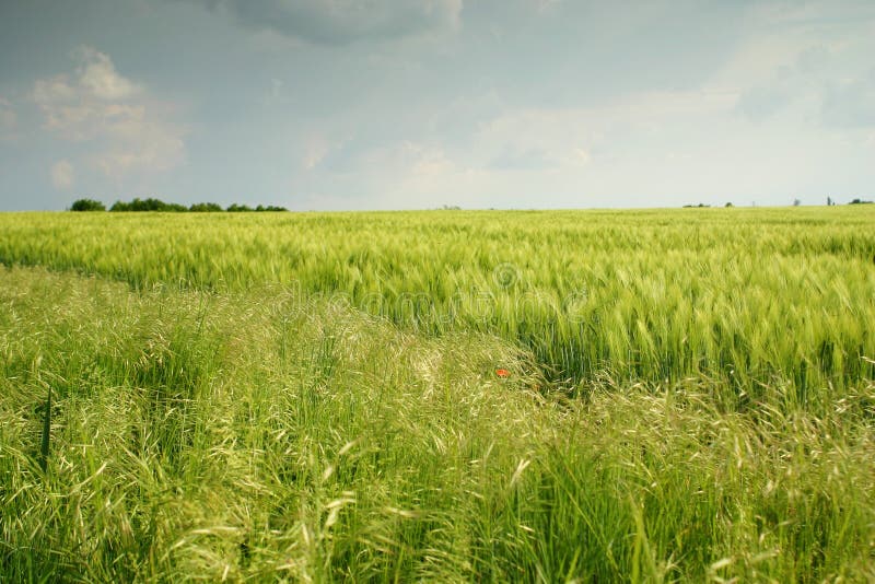 Landscape with wheatfield stock image. Image of fiber - 2390125