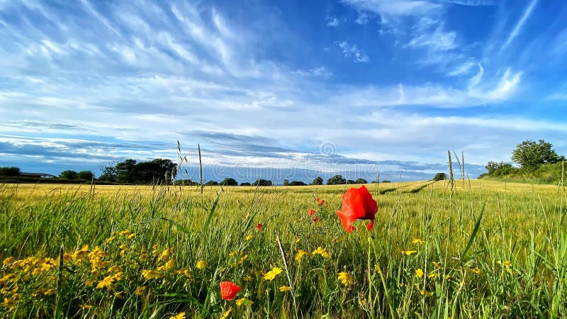Landscape of Wheatfield with Poppy in Forground Stock Image - Image of ...