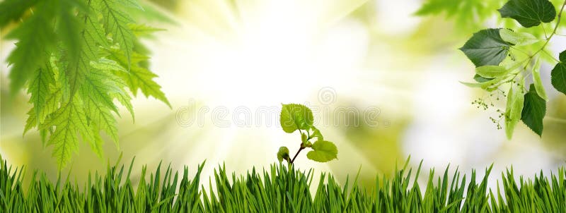 Landscape in Which a Small Sprout in the Grass and Leaves of Trees on a ...