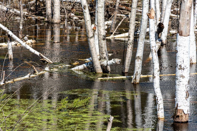Landscape with White Birch Trunks, Flooded Forest, Wet Birch Grove ...